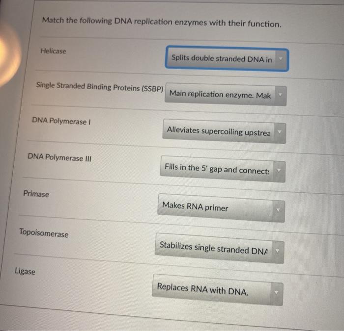 Solved Match the following DNA replication enzymes with | Chegg.com