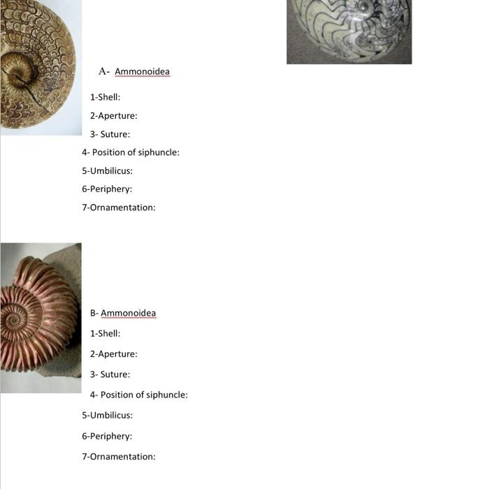 Solved A- Ammonoidea 1-Shell: 2-Aperture: 3- Suture: 4- | Chegg.com