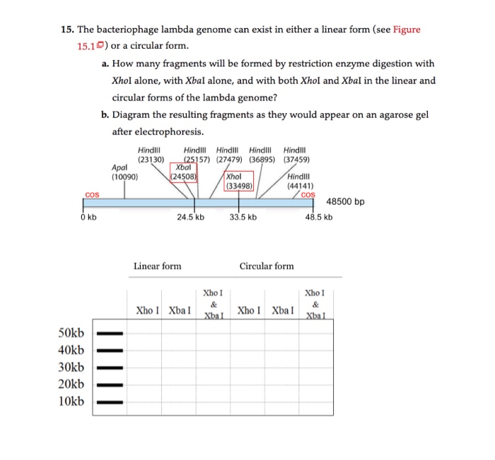 Solved 15. The bacteriophage lambda genome can exist in | Chegg.com