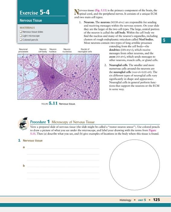 Solved Exercise 5-4 Nervous Tissue MATERIALS Nervous tissue | Chegg.com