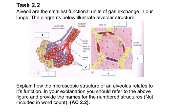 Solved Task 2.2 Alveoli are the smallest functional units of | Chegg.com
