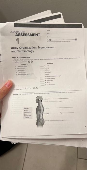 Body Organization, Membranes, and Terminology PART A. | Chegg.com