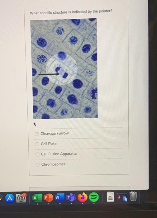 Solved What specific structure is indicated by the pointer? | Chegg.com