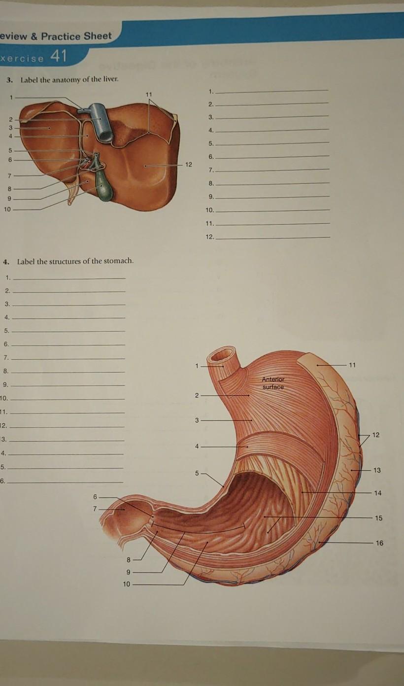 Solved ne Anatomy of the Digestive System Section Labeling | Chegg.com