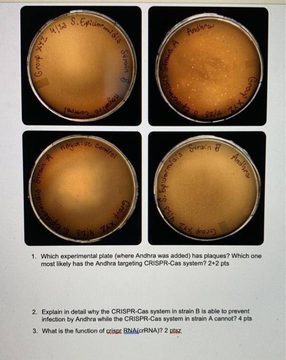 1. Suppose you have a primer 5'- CCGA-3'. Show on the | Chegg.com