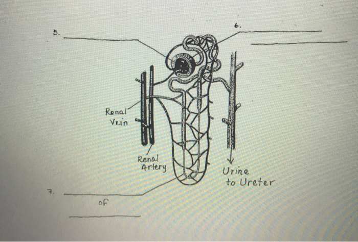 Solved Renal Vein Renal Artery Urine to Ureter X ex | Chegg.com
