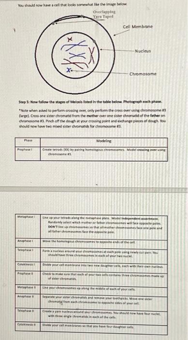 Solved 1) Using your data from Activity 2 , infer which | Chegg.com