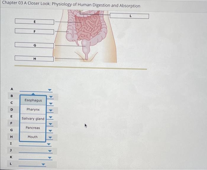 Solved options for the 1st and 2nd picturesEsophagus, | Chegg.com