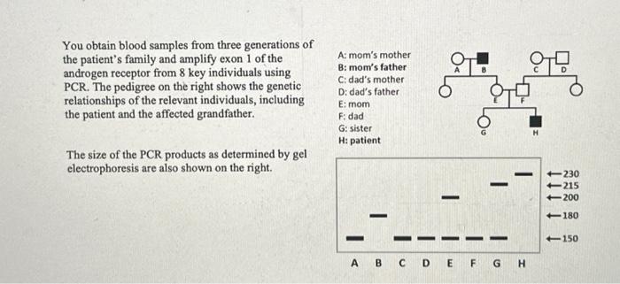 Solved You obtain blood samples from three generations of | Chegg.com