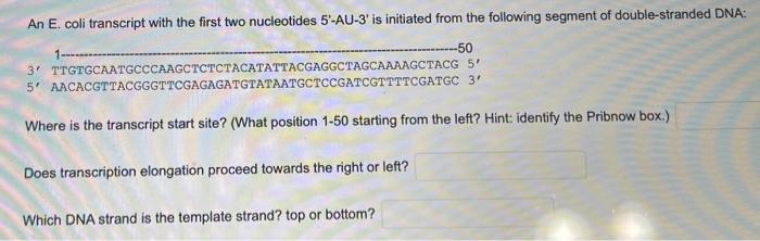 Solved An E. coli transcript with the first two nucleotides | Chegg.com