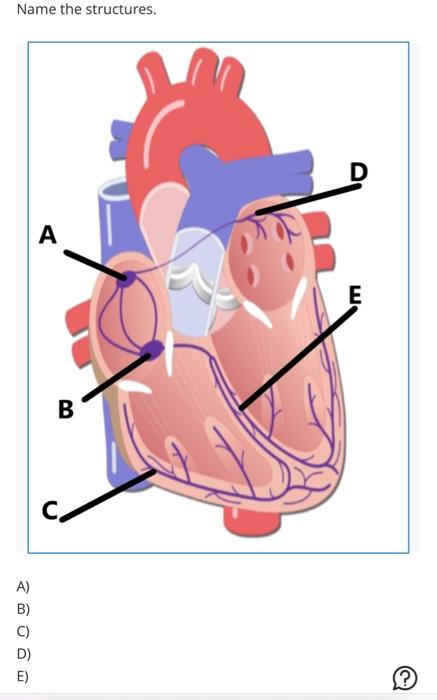 Solved Name the structures. | Chegg.com