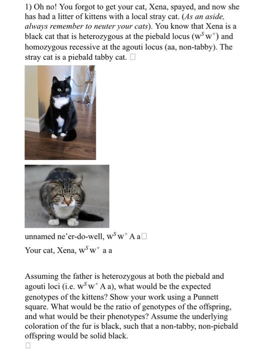 Solved 1) Oh no! You forgot to get your cat, Xena, spayed, | Chegg.com