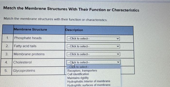Solved Match the Membrane Structures With Their Function or | Chegg.com