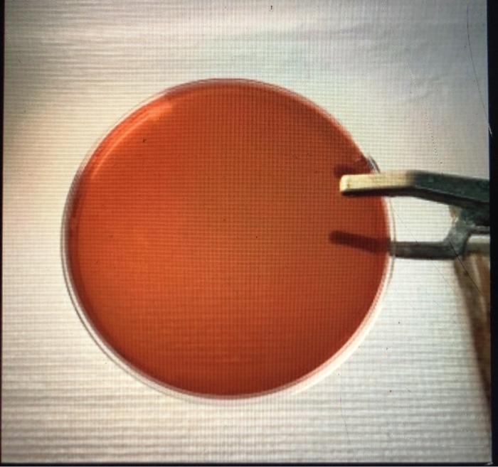 Solved MacConkey Agar results:MacConkey Agar uninoculated | Chegg.com