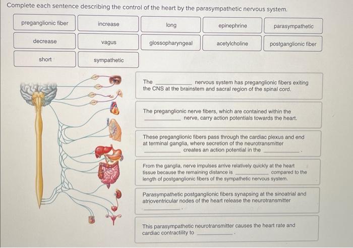 Solved The nervous system has preganglionic fibers exiting | Chegg.com