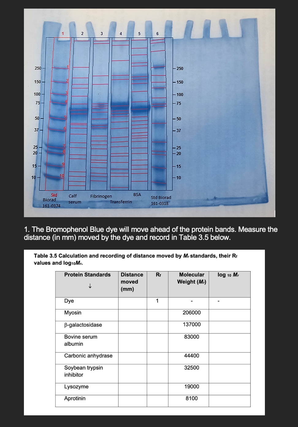 Solved 1. ﻿The Bromophenol Blue dye will move ahead of the | Chegg.com