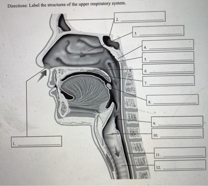Solved Directions: Label the structures of the upper | Chegg.com