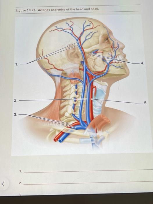 Veins And Arteries Of The Head And Neck