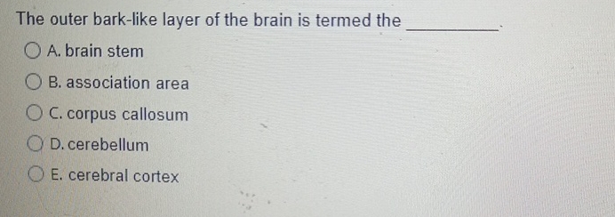 Solved The outer bark-like layer of the brain is termed | Chegg.com
