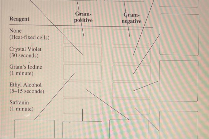 Gram Positive Vs Gram Negative Chart