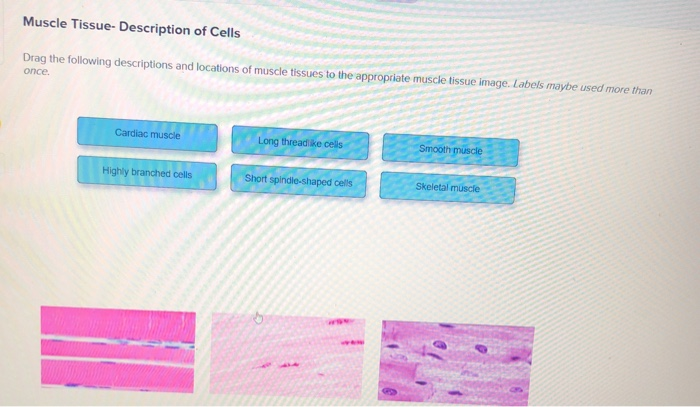 Solved Muscle Tissue- Description of Cells Drag the | Chegg.com