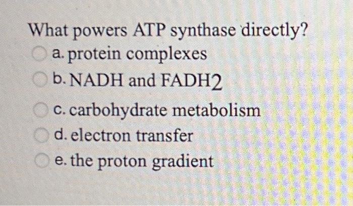 Solved What powers ATP synthase directly? a. protein | Chegg.com