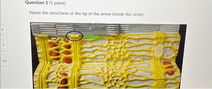 Solved Name the structures at the tip of the arrow (inside | Chegg.com