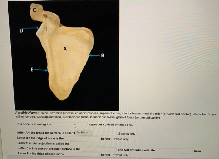 Solved с D A B E Possible Names: spine, acromion process, | Chegg.com