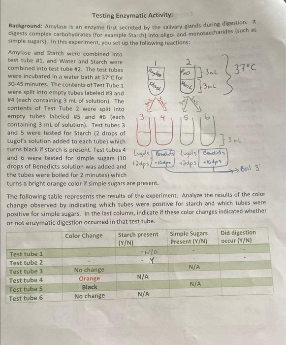 Solved Testing Enzymatic Activity: Background: Amylase is an | Chegg.com