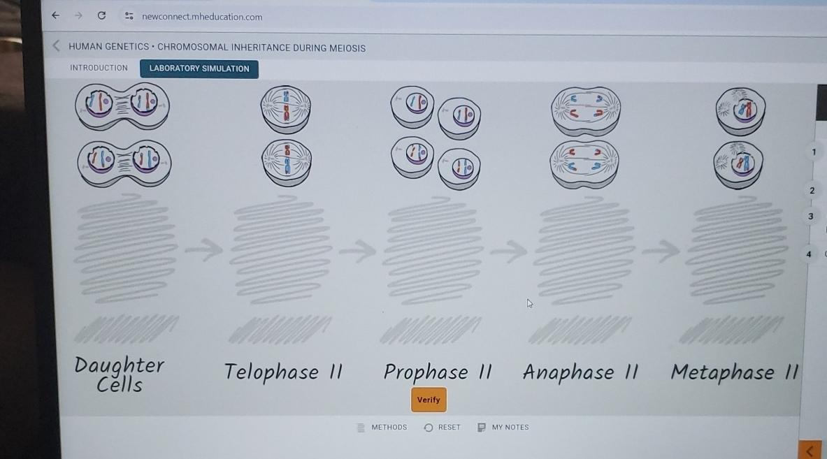 Solved ( ﻿HUMAN GENETICS * ﻿CHROMOSOMAL INHERITANCE DURING | Chegg.com