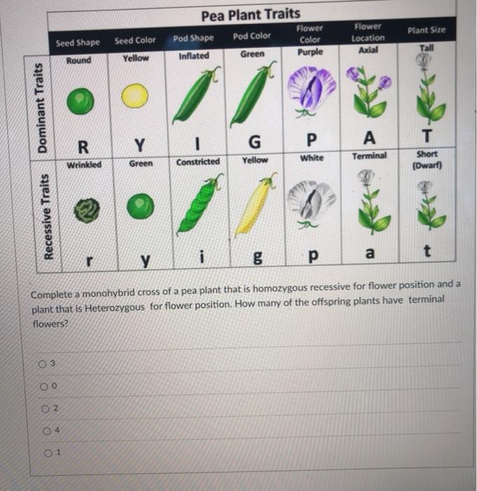 Solved Plant Size Pea Plant Traits Flower Pod Shape Pod | Chegg.com