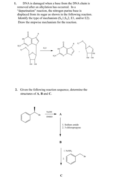 Solved 1. DNA is damaged when a base from the DNA chain is | Chegg.com
