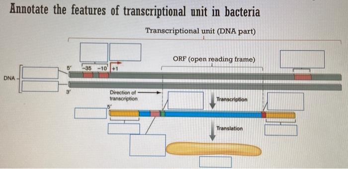 Solved Annotate the features of transcriptional unit in | Chegg.com