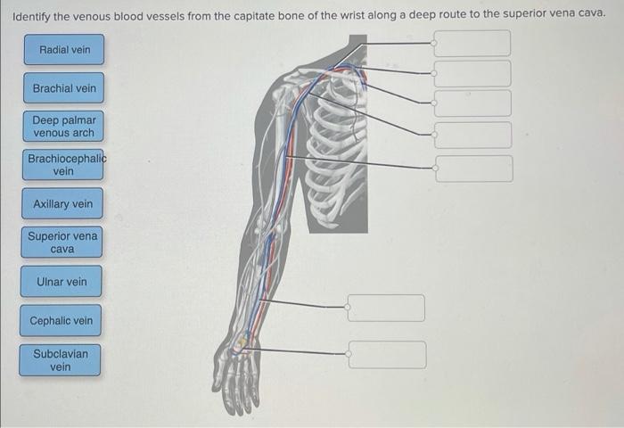 Solved Identify the venous blood vessels from the capitate | Chegg.com