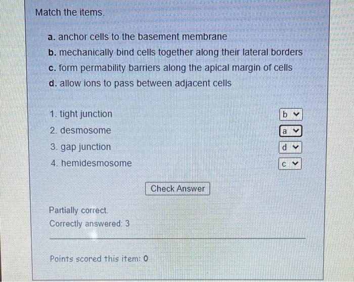 Solved Match the items. a. anchor cells to the basement | Chegg.com
