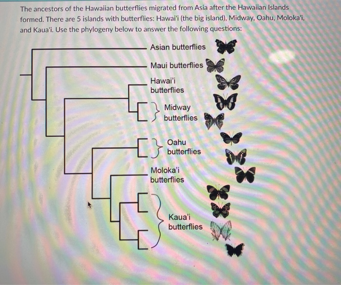 Solved The ancestors of the Hawaiian butterflies migrated | Chegg.com