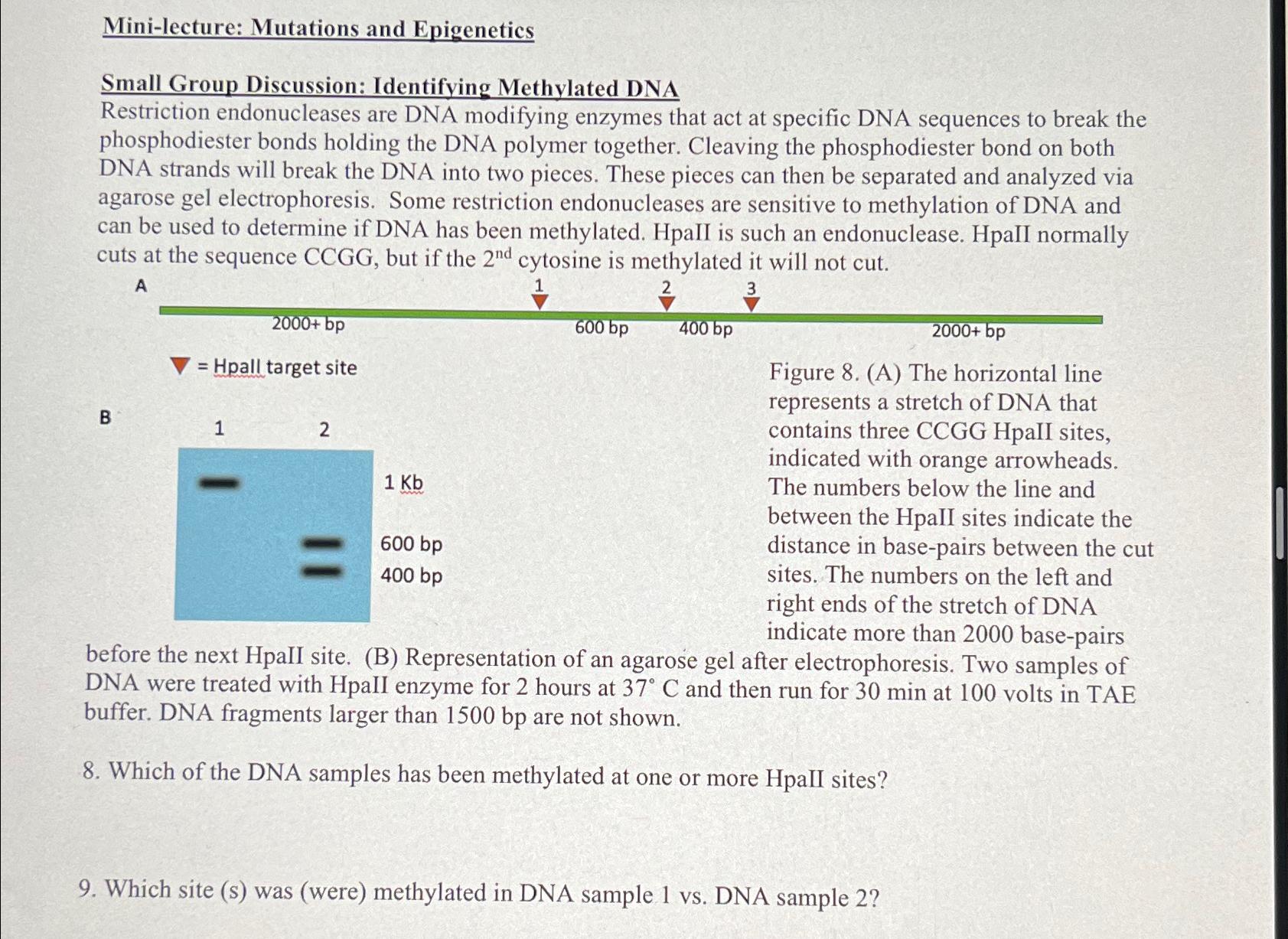 Solved Mini-lecture: Mutations and Epigenetics ?()Small | Chegg.com