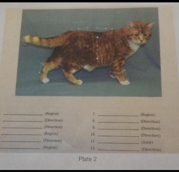 7 8. 9. (Region) (Direction) (Direction) (Region) | Chegg.com