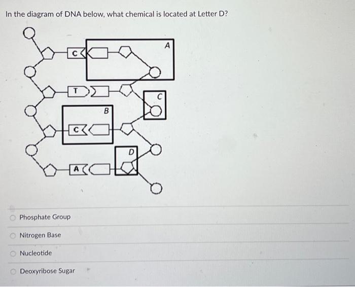 Solved In the diagram of DNA below, what chemical is located | Chegg.com