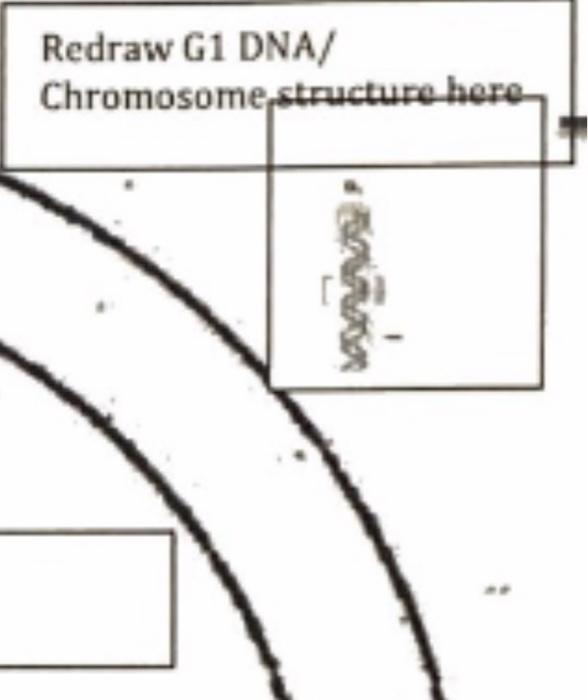 Redraw G1 DNA/ Chromosome structure here | Chegg.com