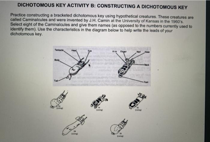 Solved ACTIVITY B: CONSTRUCTING A DICHOTOMOUS KEY Using the | Chegg.com