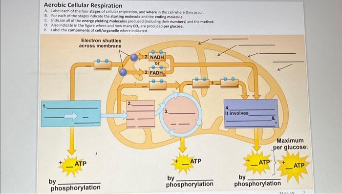 Solved 1. by Electron shuttles across membrane ATP | Chegg.com
