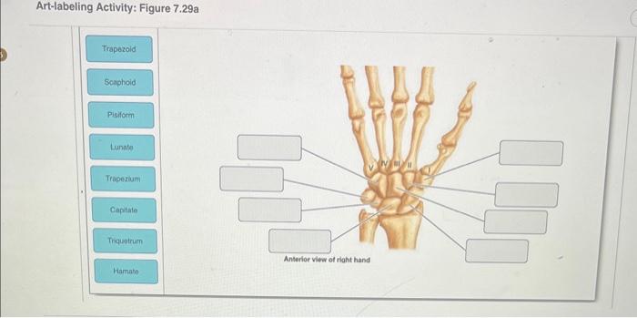 Solved Art-labeling Activity: Figure 7.29a Trapazold | Chegg.com