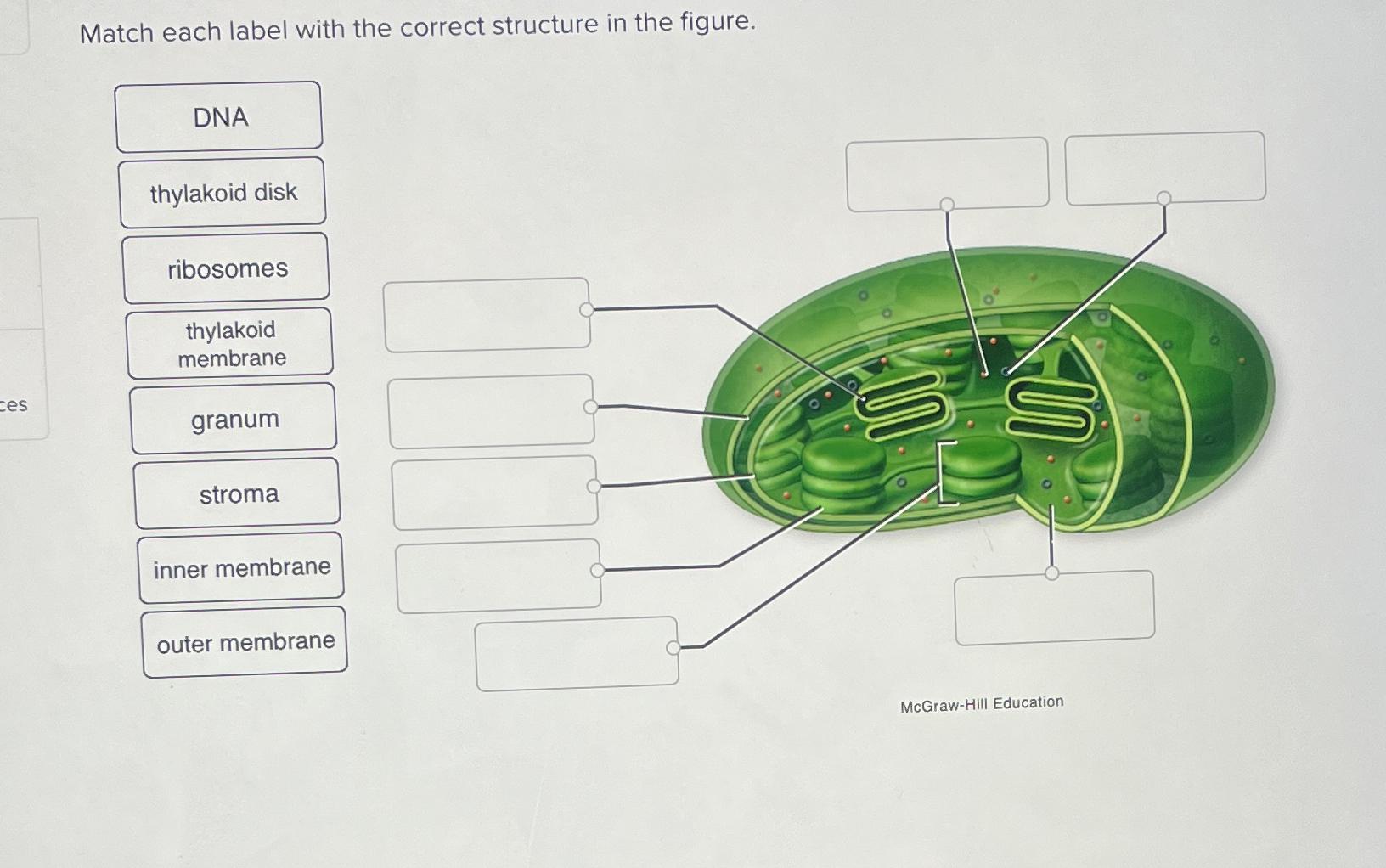 Solved Match each label with the correct structure in the | Chegg.com