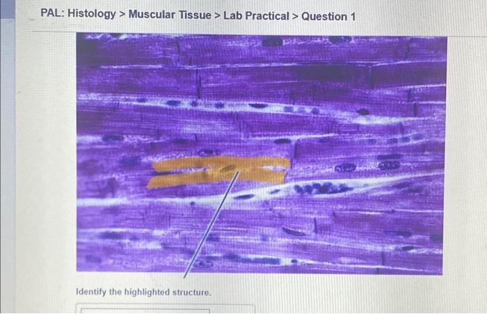 Solved PAL: Histology > Muscular Tissue > Lab Practical > | Chegg.com