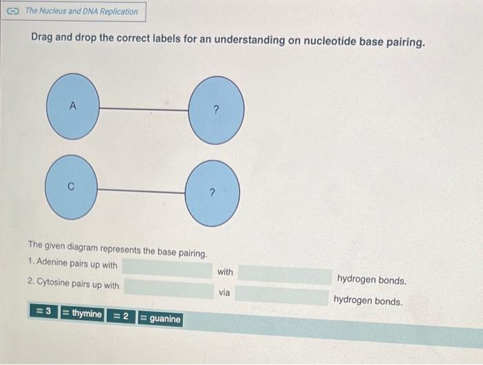Solved Drag and drop the correct labels for an understanding | Chegg.com
