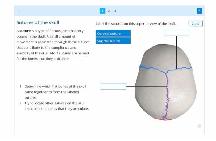 Solved 1 2 3 > 2 pts Sutures of the skull A suture is a type | Chegg.com