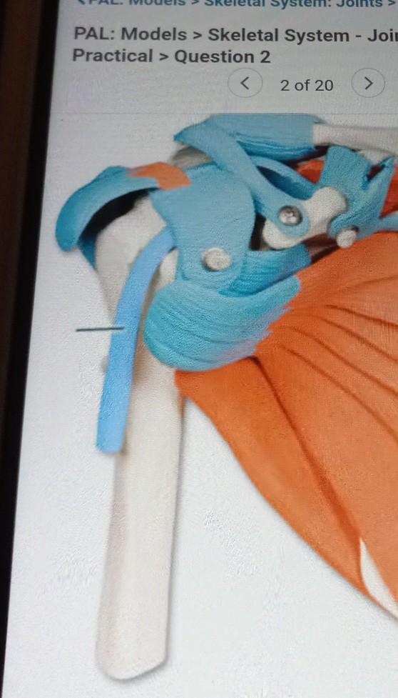 Solved - PAL: Models > Skeletal System - Join Practical > | Chegg.com