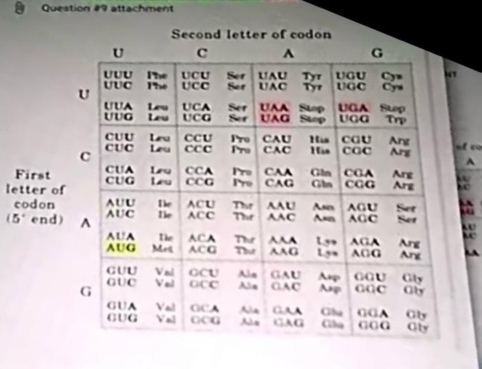 Solved A mutation takes place that switches a codon from ACG | Chegg.com