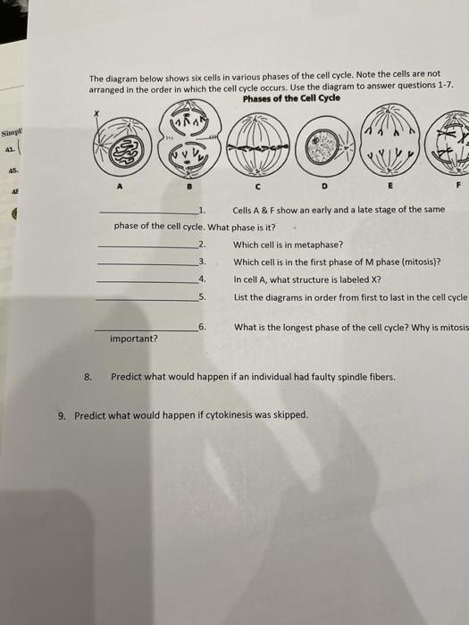 Solved The diagram below shows six cells in various phases | Chegg.com